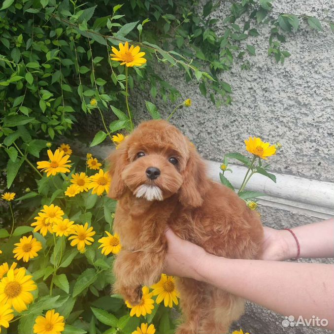 Продаётся яркая девочка Мальти-пу