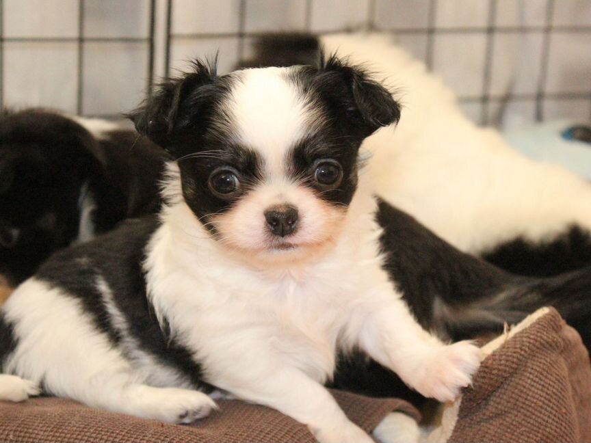 Щенки чихуахуа РКФ