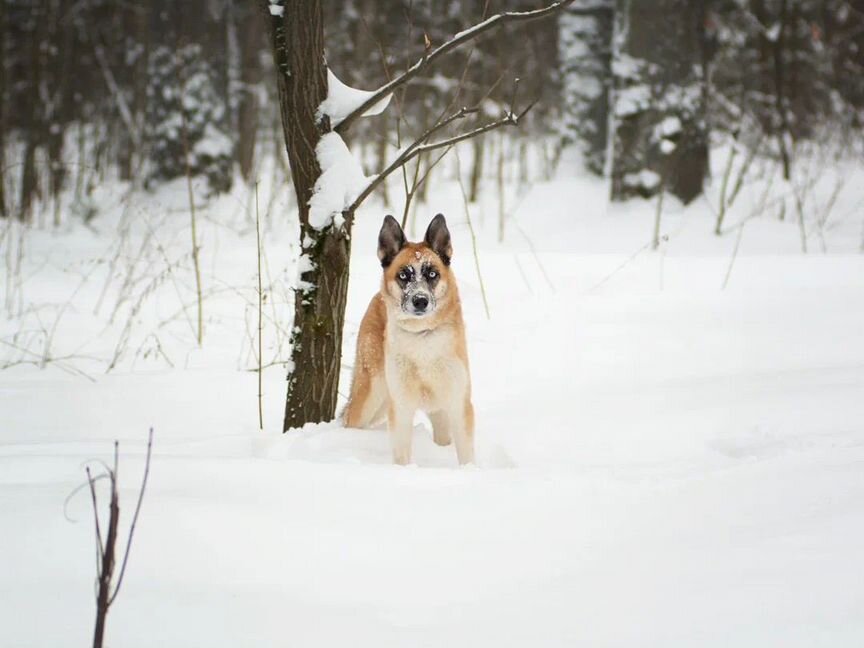 Собака в добрые руки