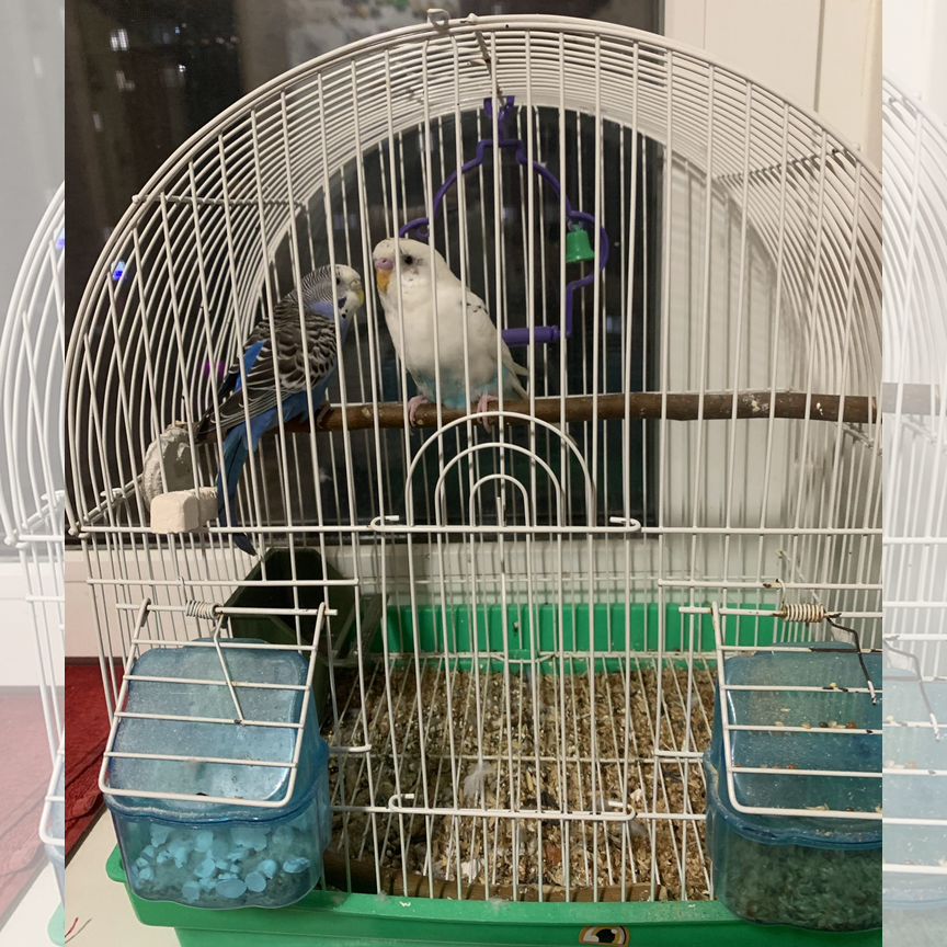 Волнистый попугай с клеткой