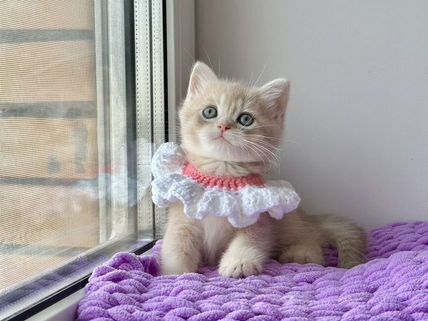 Экслюзивный котик лиловая золотая шиншилла су12