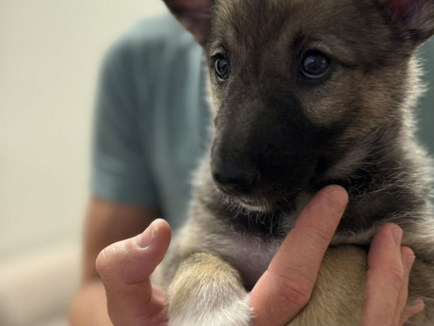 Отдам в добрые руки собаку 2 месяца