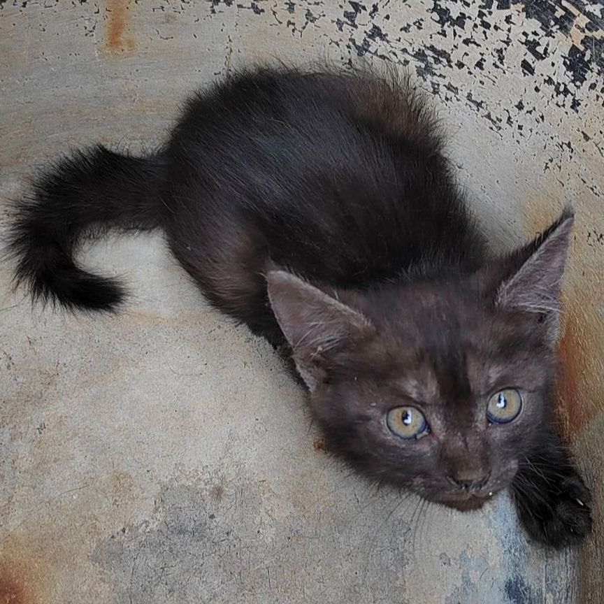 Котёнок мальчик