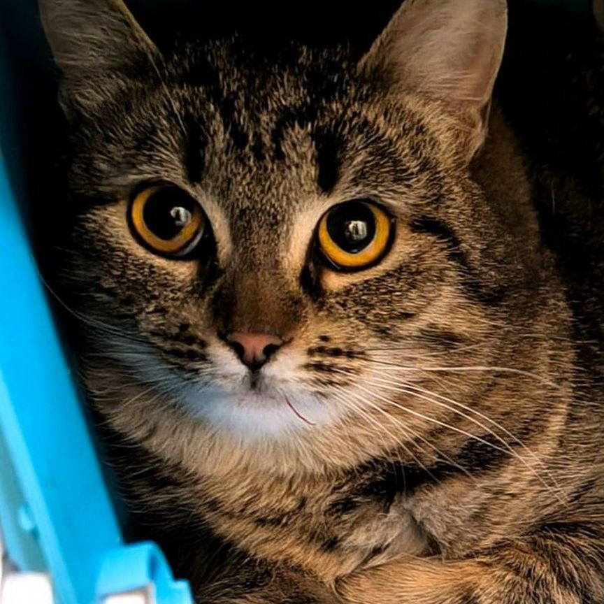 Одна выжила Мурочка, нельзя снова на улицу