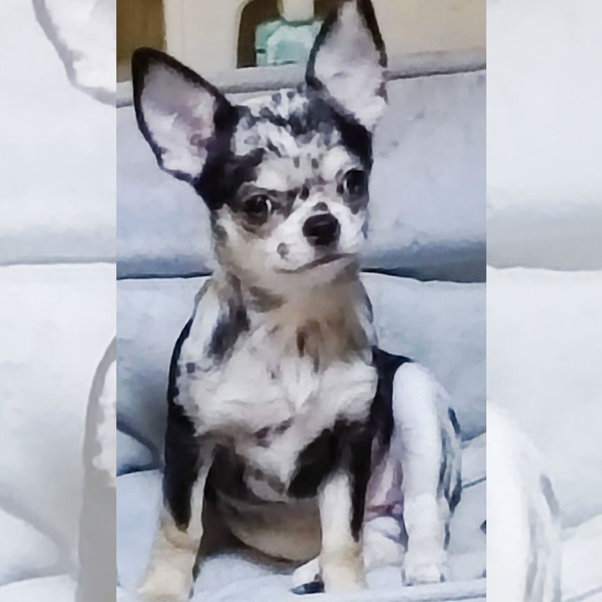 Чихуахуа, щенок