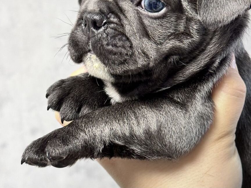 Шикарные щенки фоанцузского бульдога