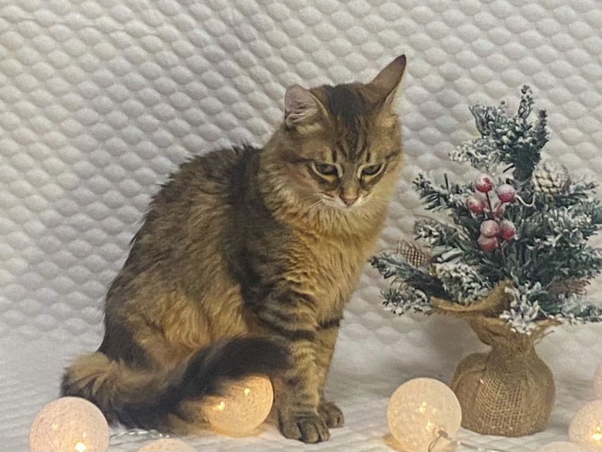 Котенок Рейн, 6 месяцев