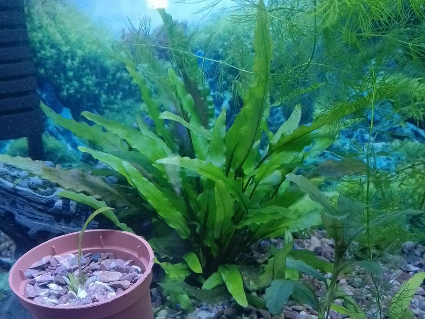 Криптокорина и роголистник