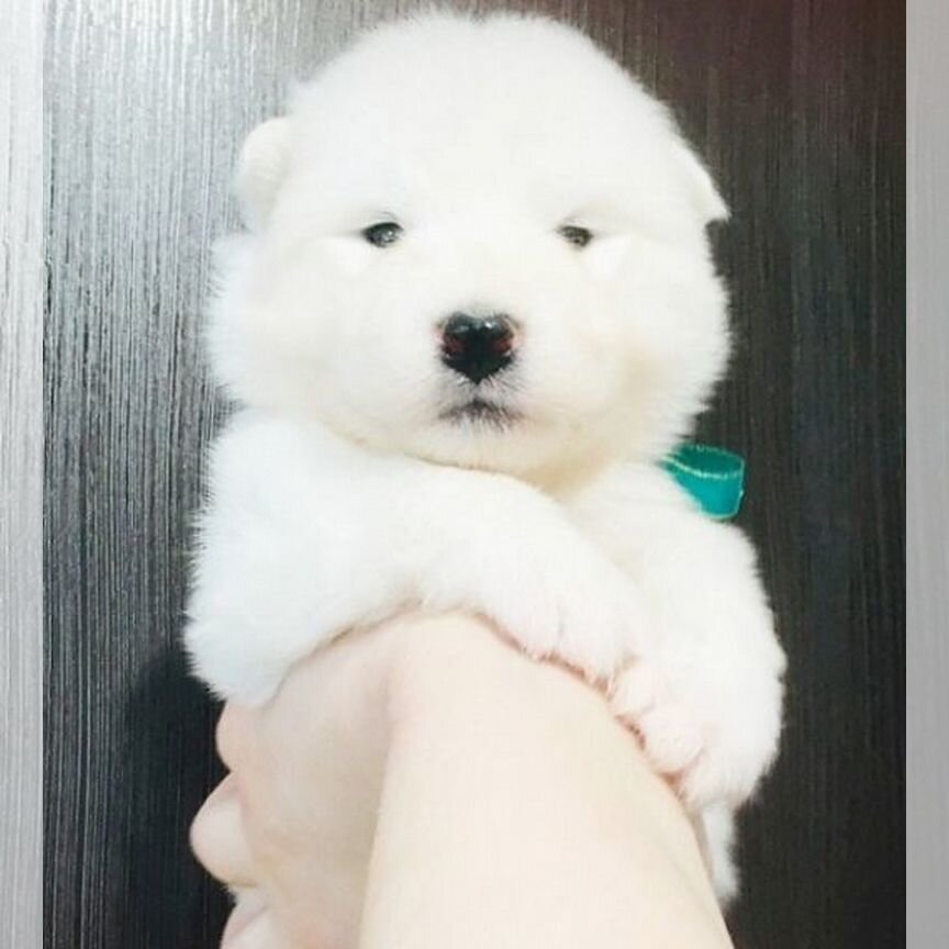 Малыши самоедской лайки - большой выбор