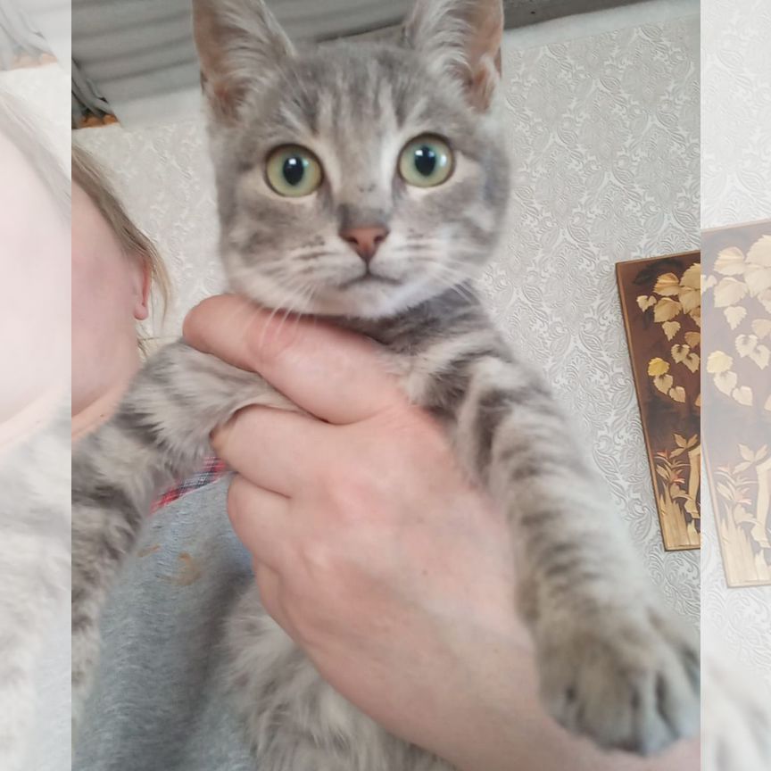 Котёнок в добрые руки