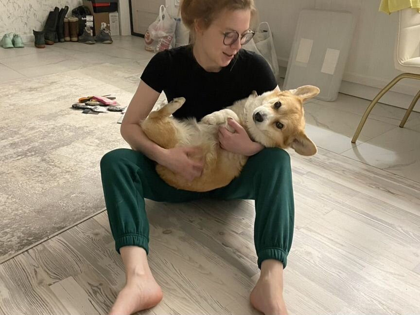 Корги с родословной бесплатно