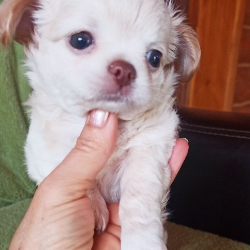 Щенки чихуахуа