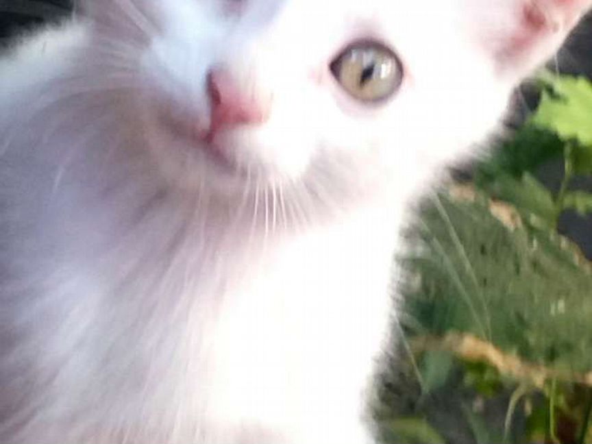 Котята для радости