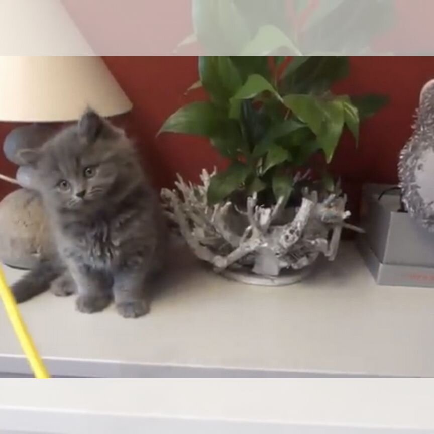 Шотландский хайленд страйт