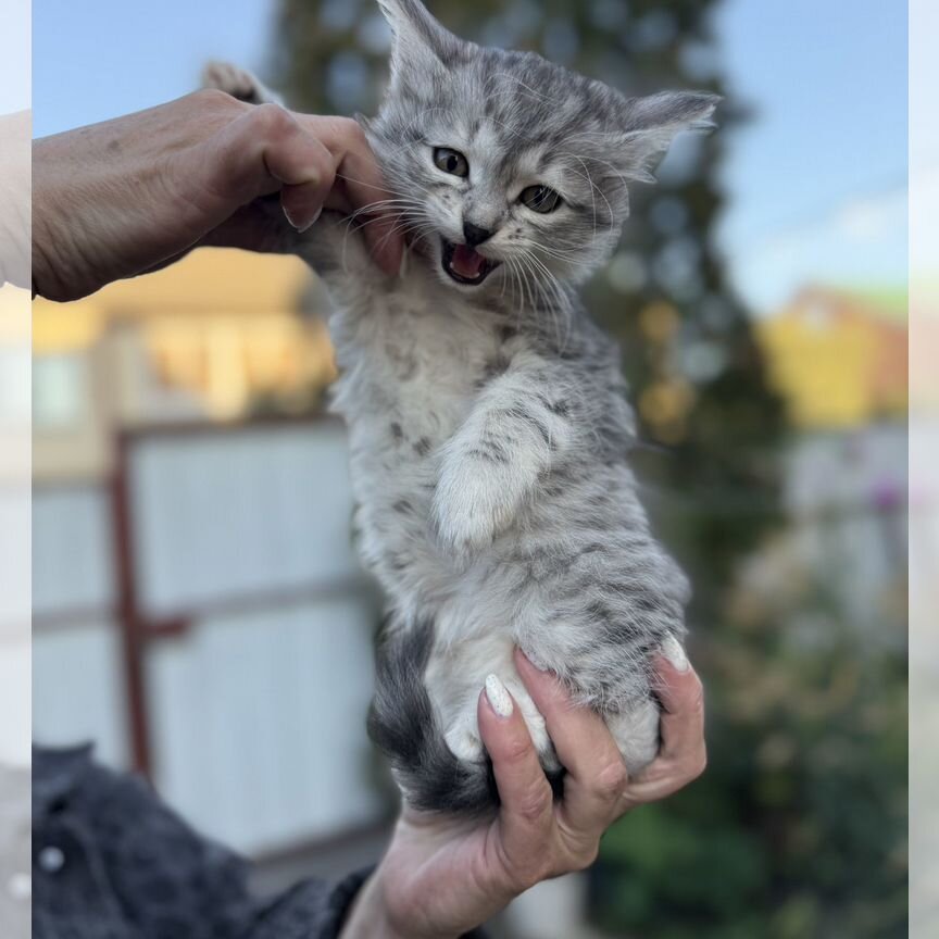 Котенок мальчик