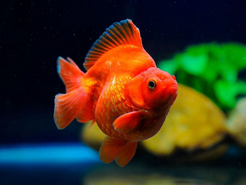 Риукин Красный (SM) (арт. 1021)