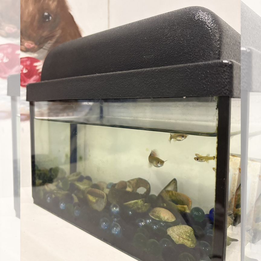 Рыбки с аквариумом