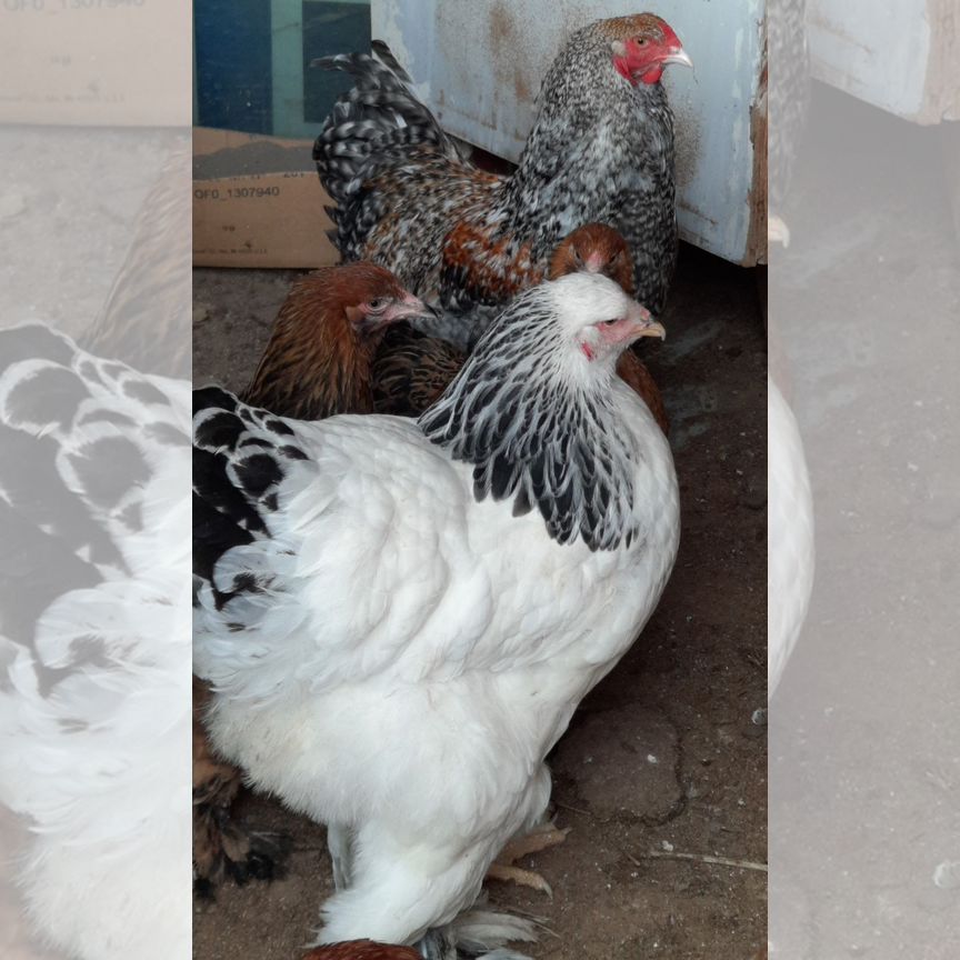 Семья кур Брама