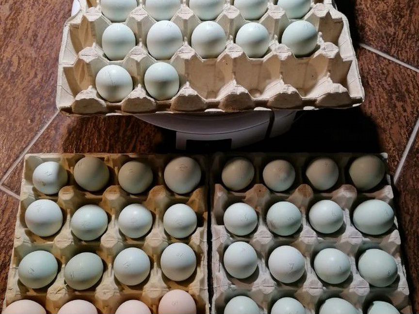 Инкубационное яйцо породы Ухейилюй и Лакеданзи