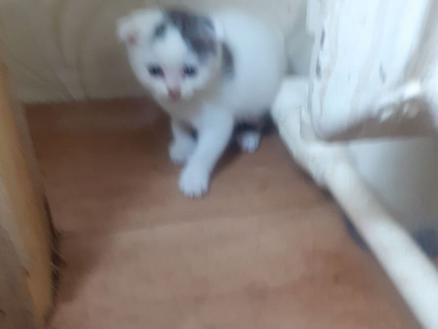 Котята от вислоухой мамы