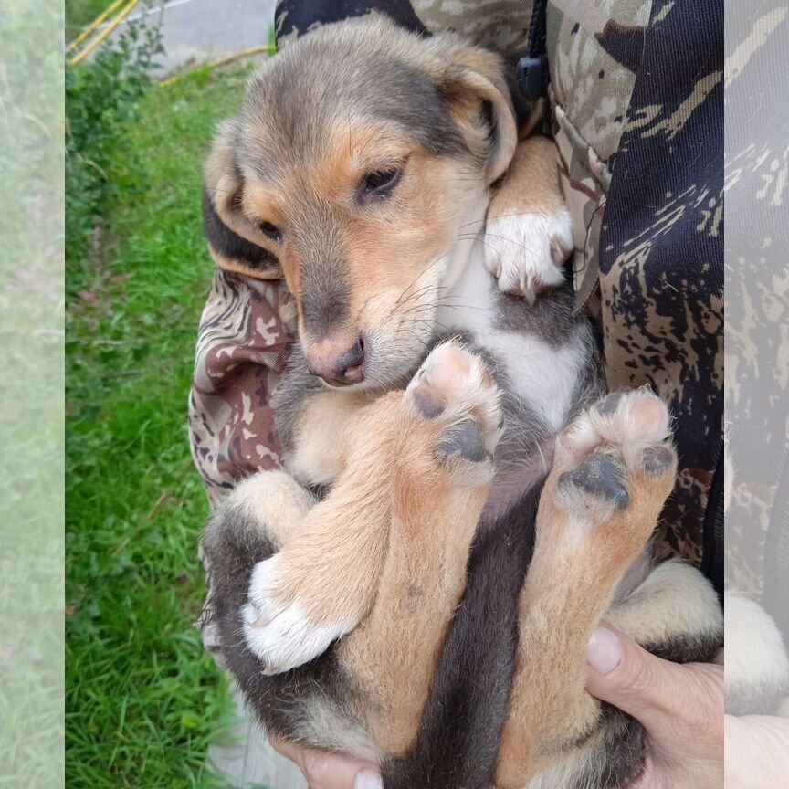 Отдам в добрые руки щенок гончей