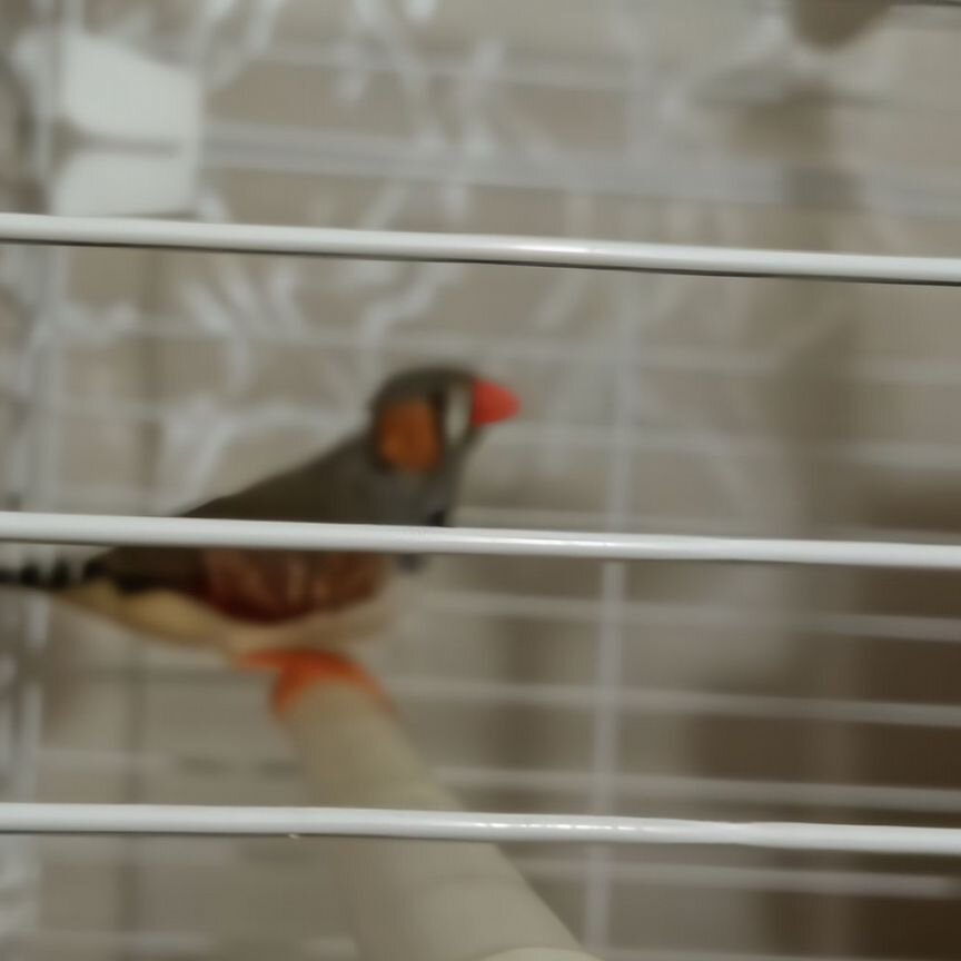 Зебровые амадины москва