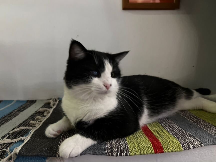 Котик кастрированный