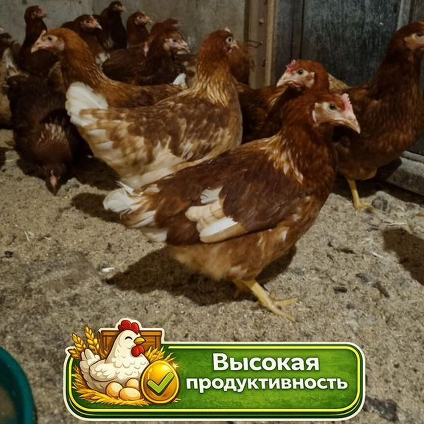 Куры несушки с доставкой