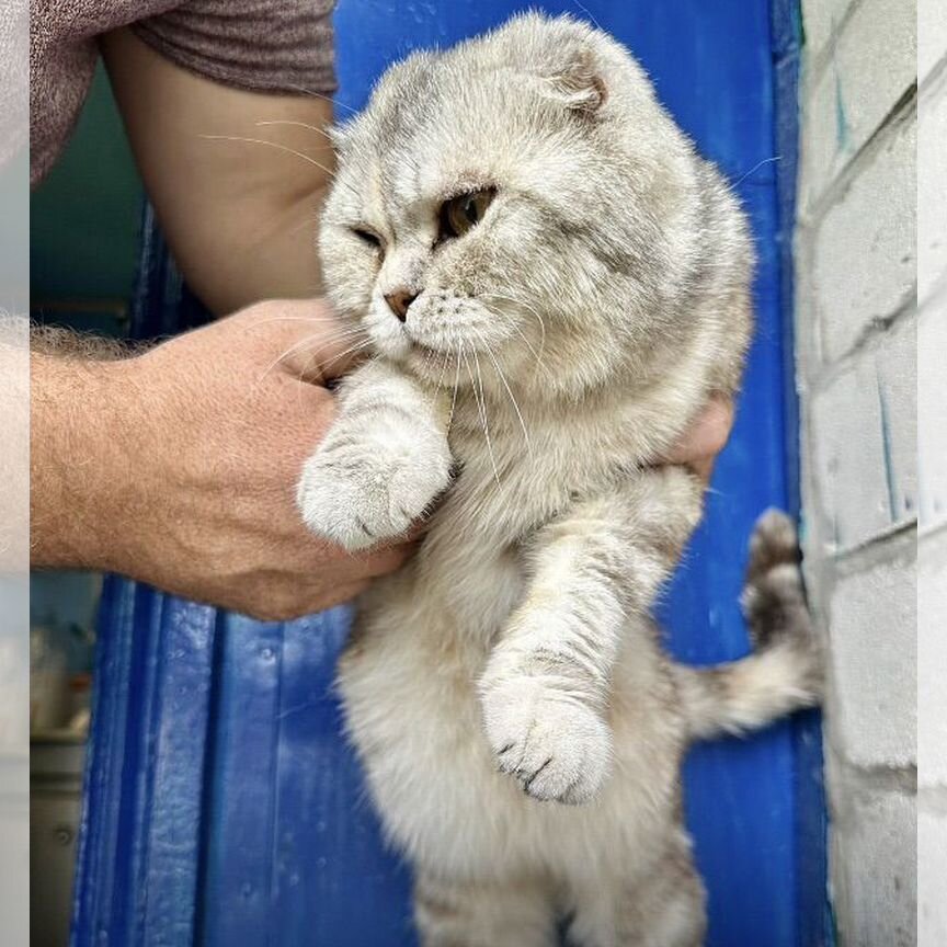 Кошка породистая в дар