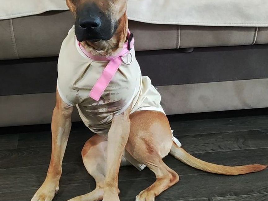 Собака в добрые руки