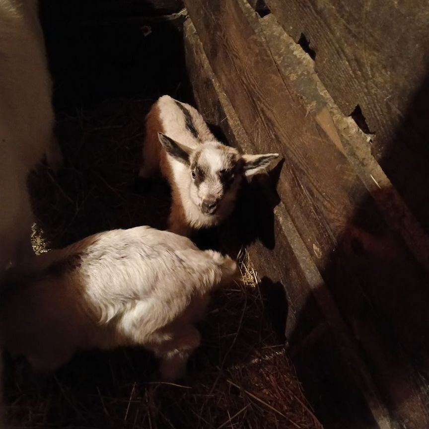 Ко з ля т Ки