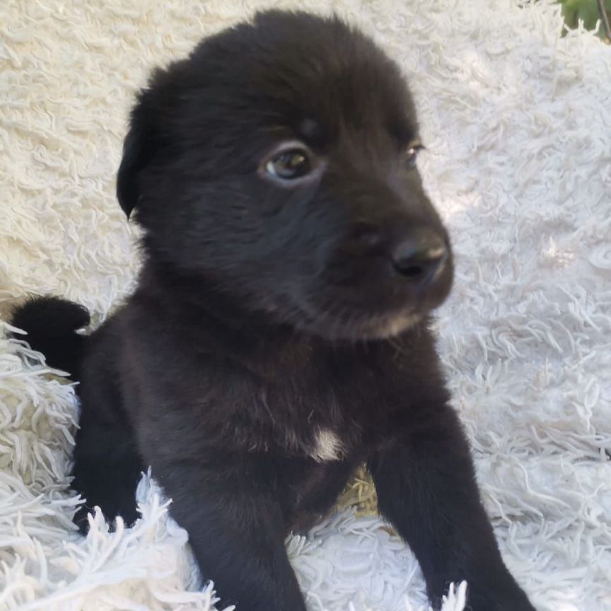 Щенки от собачки весом 9 кг