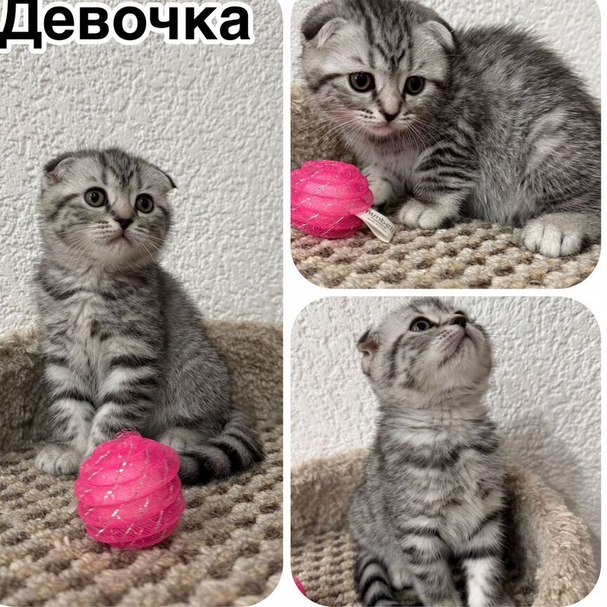 Шотландский вислоухий короткошёрстный котёнок