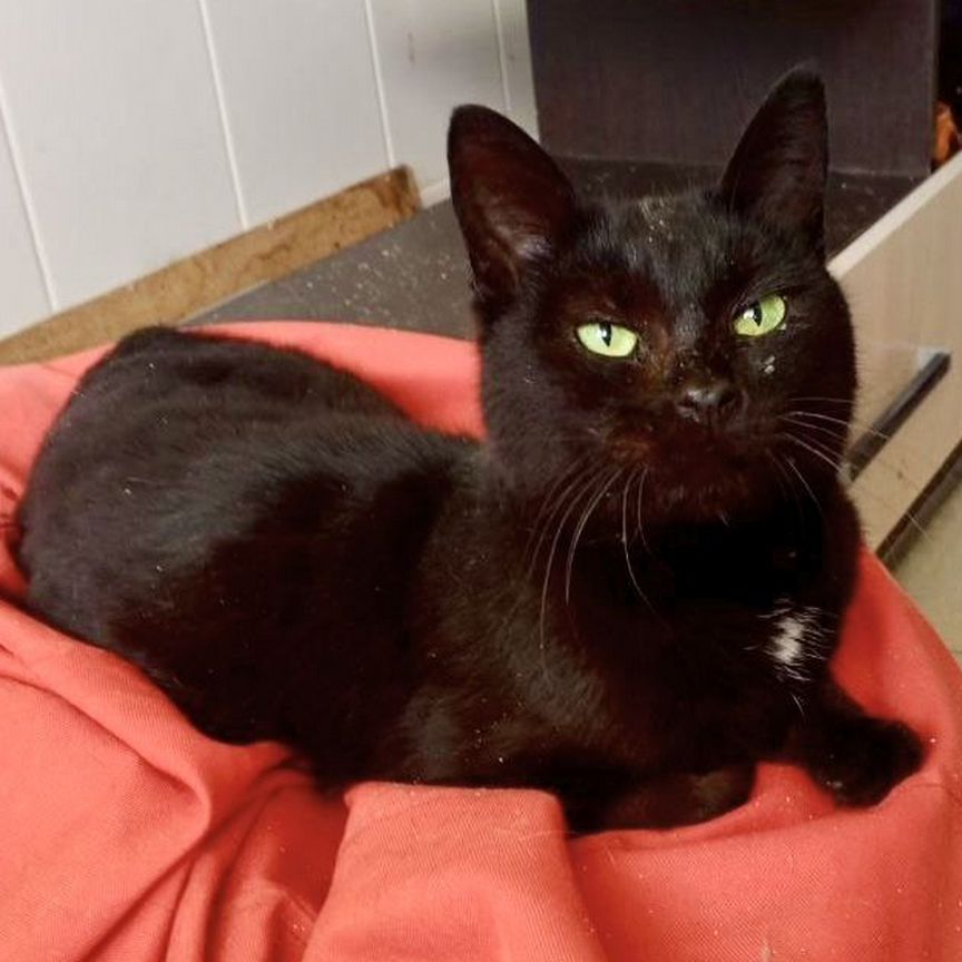 Взрослая, кошка в добрые руки