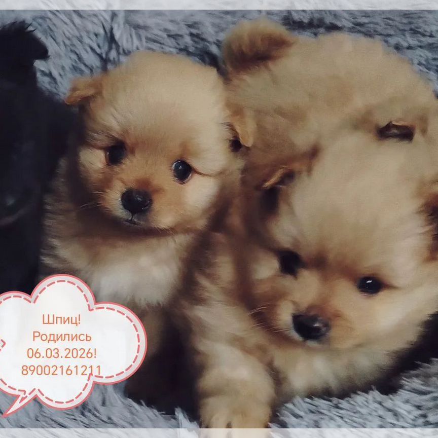 Немецкий шпиц, щенок