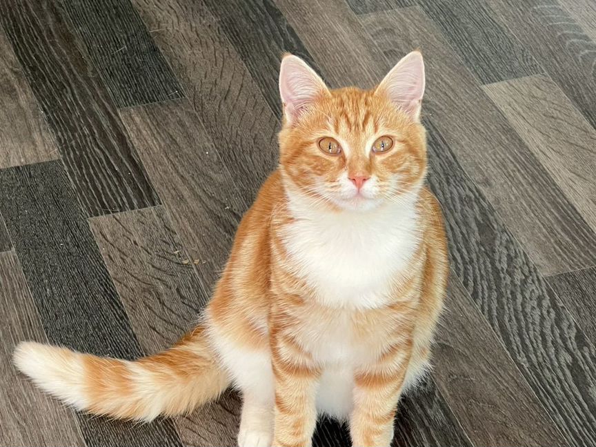 Кому рыжее счастье