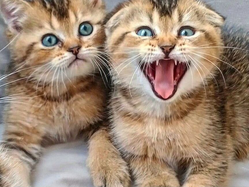 Шотландские котята
