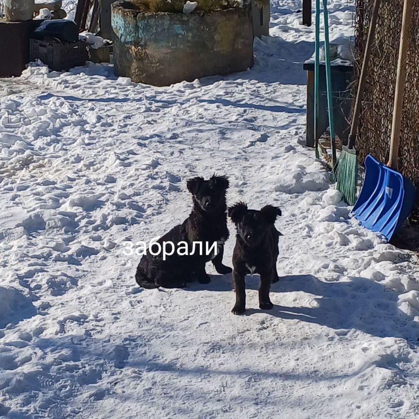 Щенок
