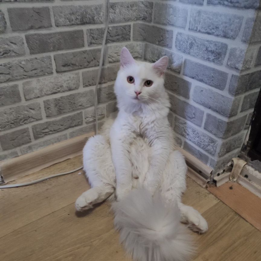 Красивый кот