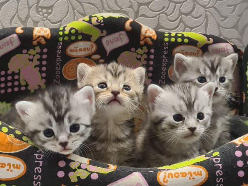 Котята в добрые руки