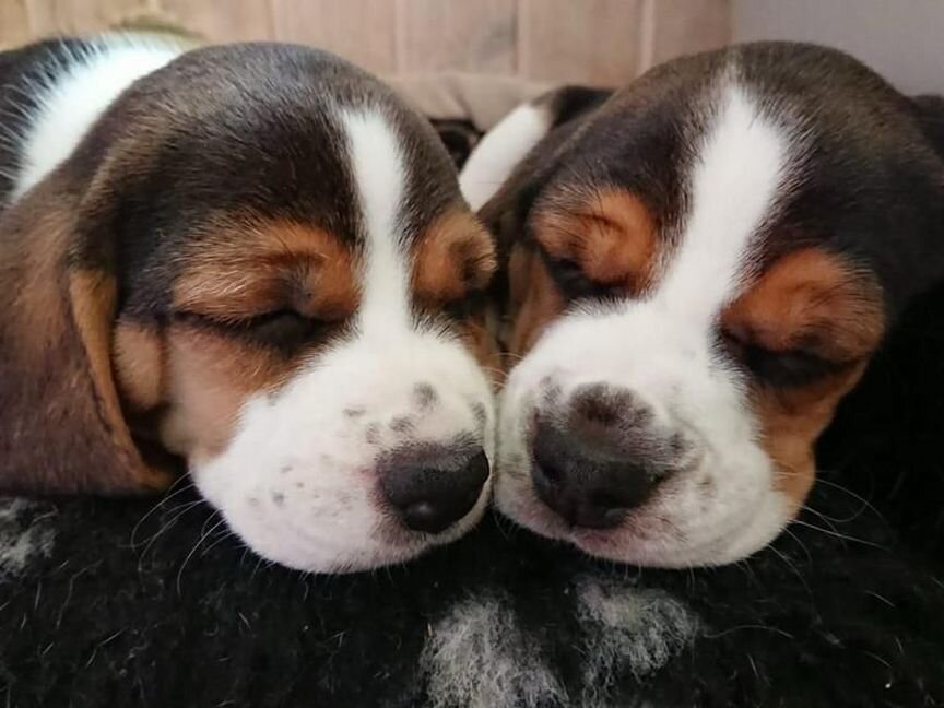 Щенки бигль