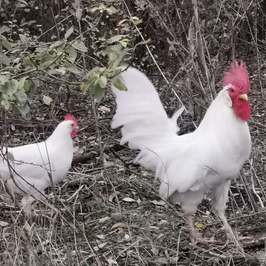 Петух леггорн