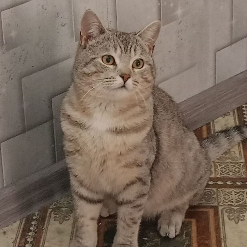 Кот на вязку