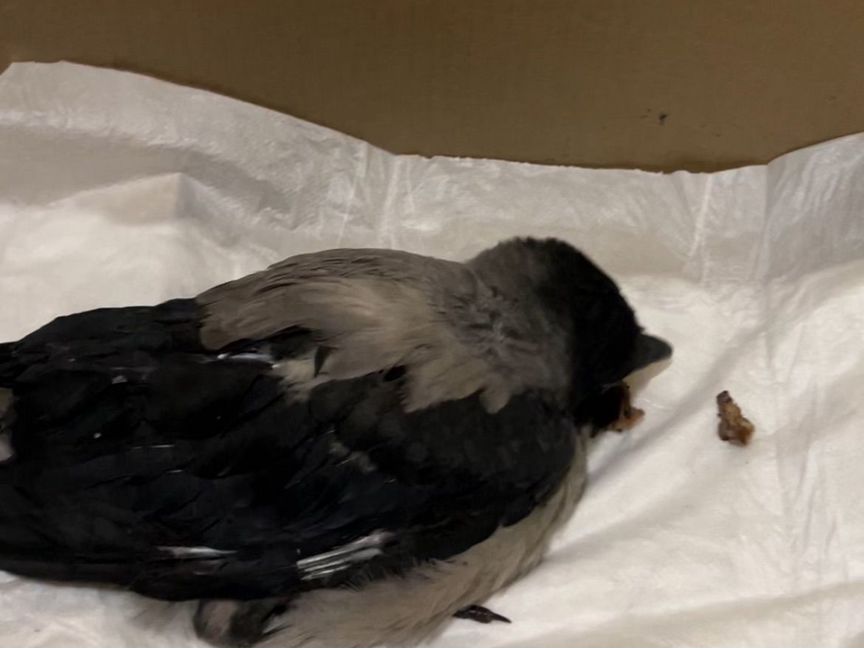 Птенец ворона