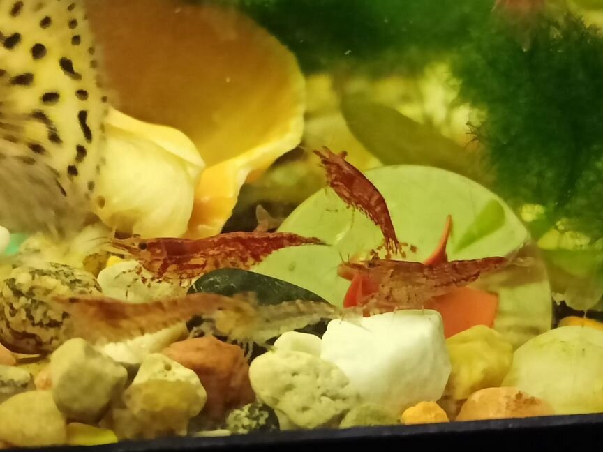 Креветки red