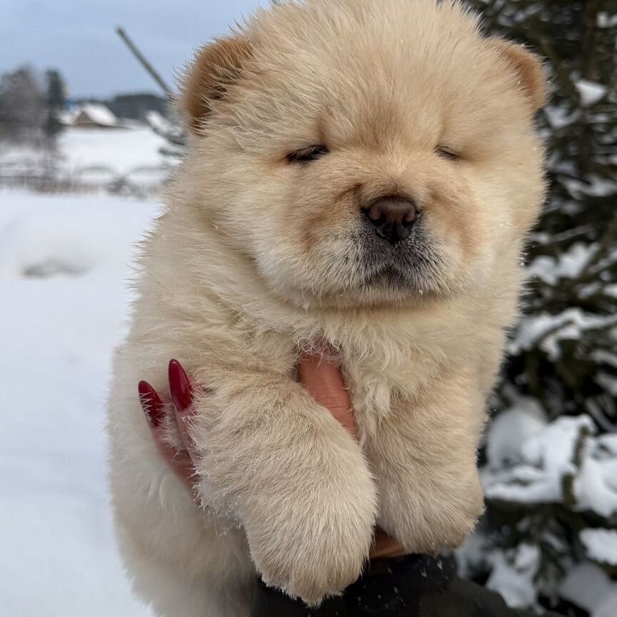 Чау-чау, щенок