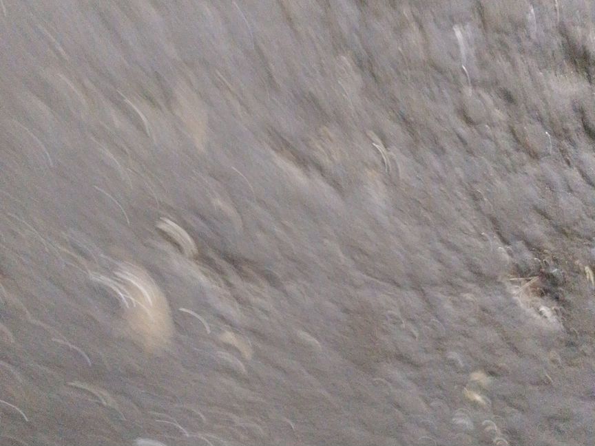 Собачий корм фарш