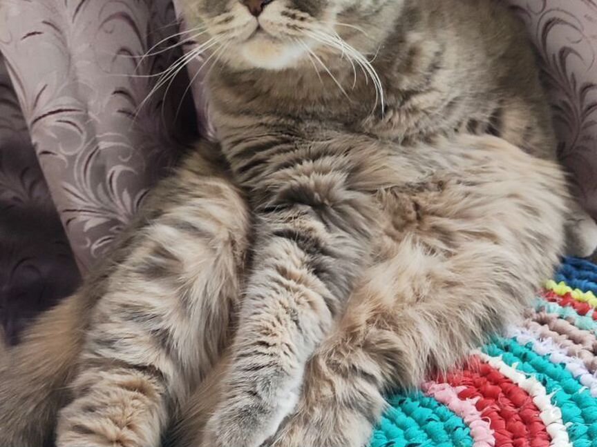 Шотландская вислоухая