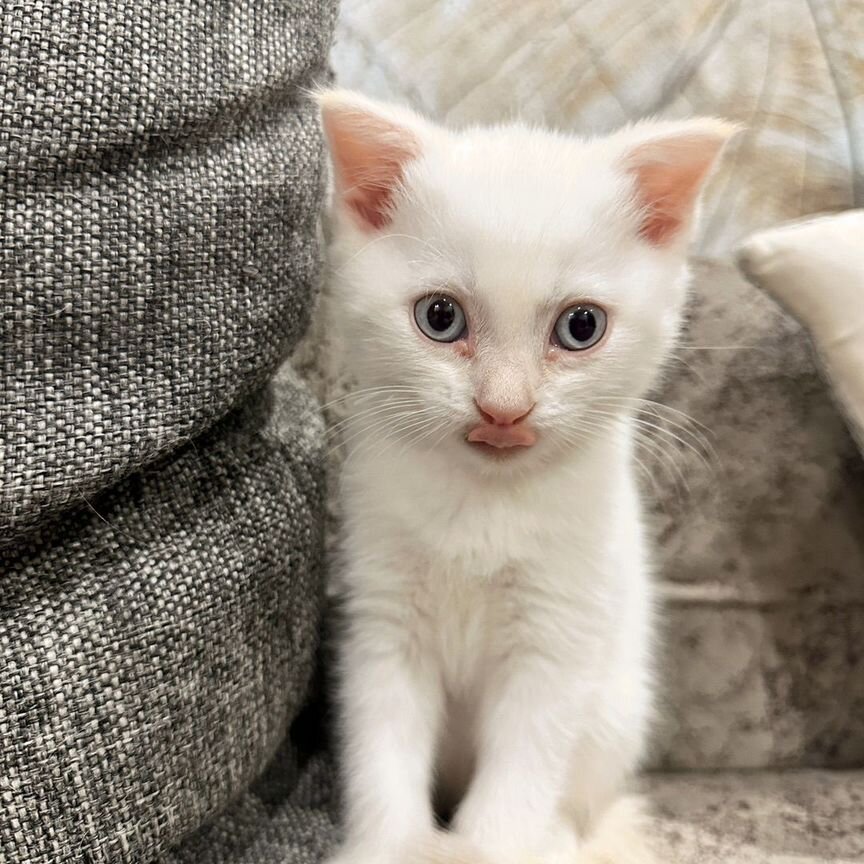 Продам котенка