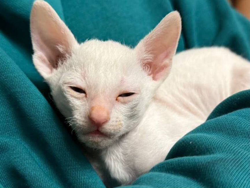 Котята корниш-рекс